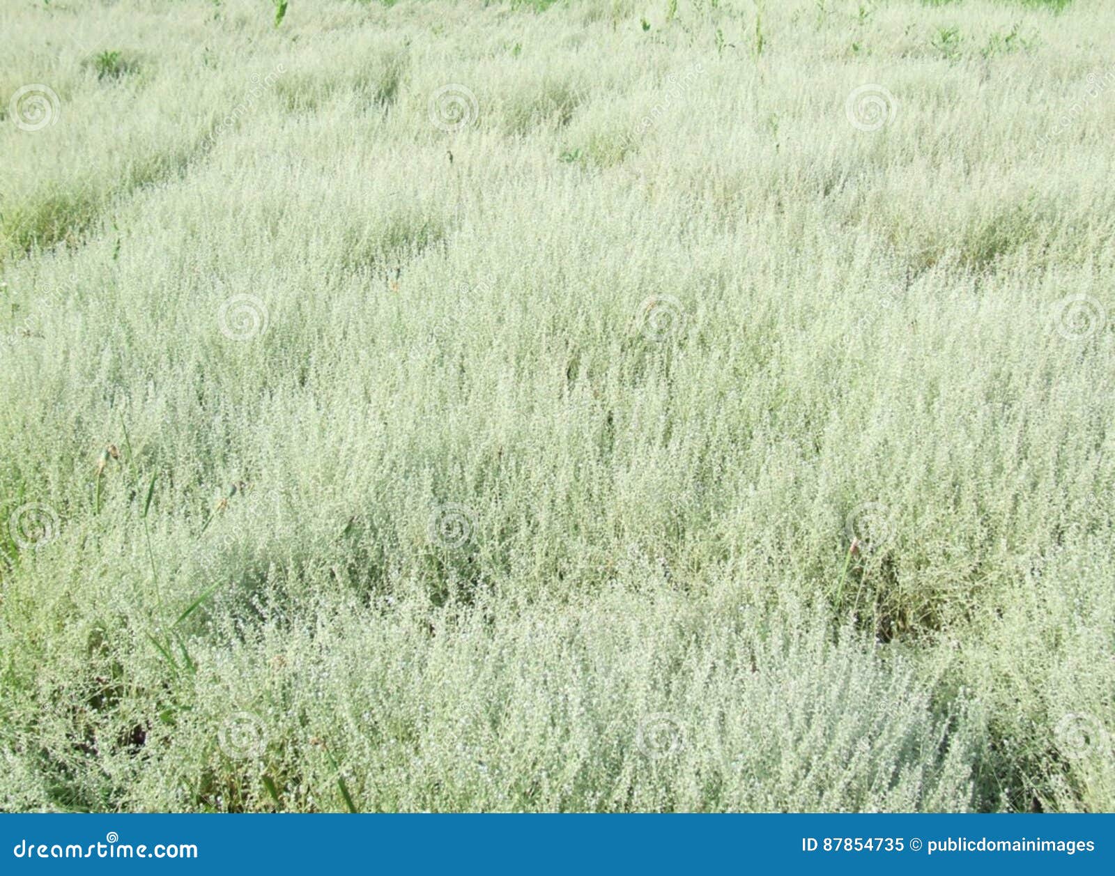 Fuzzy-field Picture. Image: 87854735