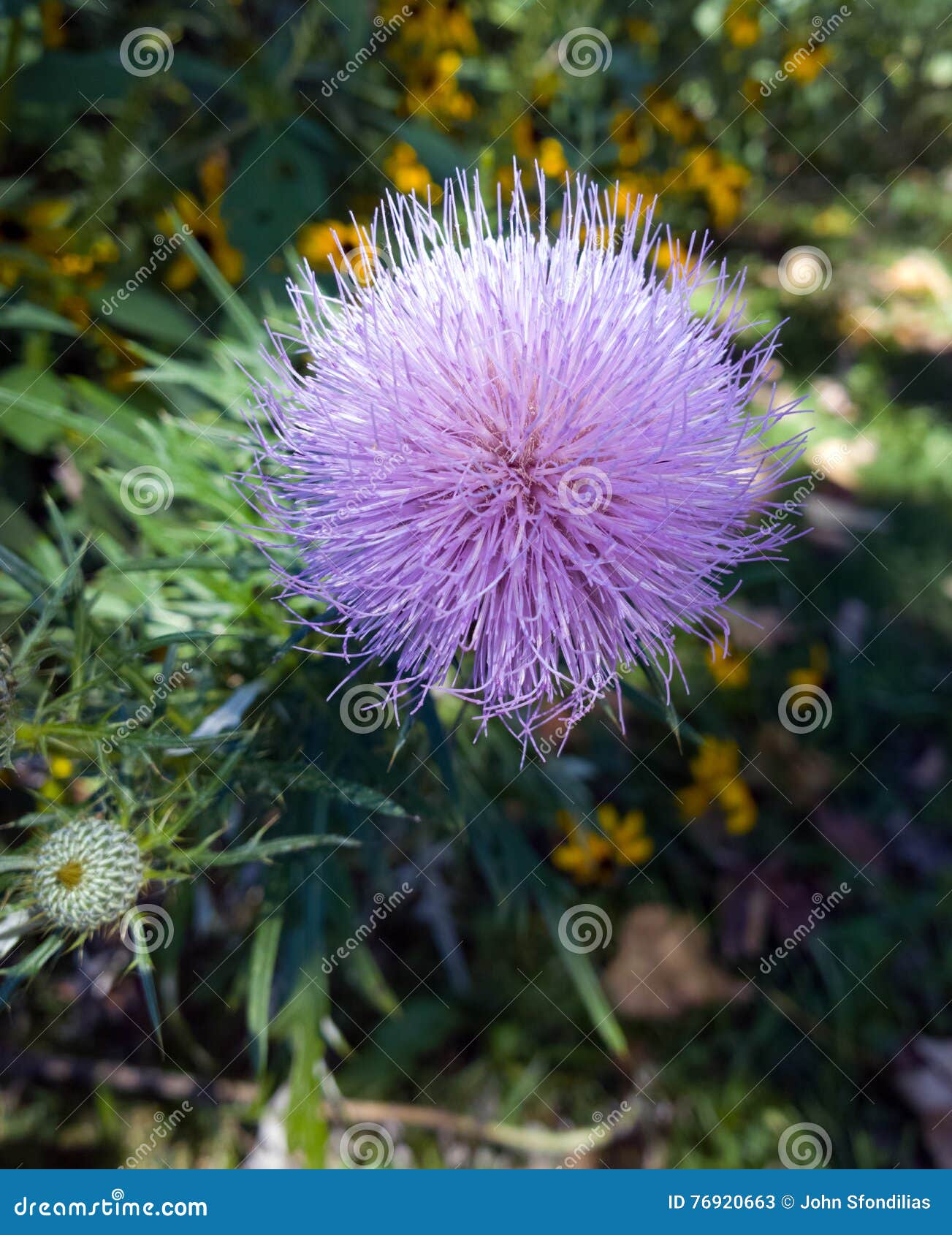 Fuzzy Flower stock image. Image of foliage, park, flower - 76920663