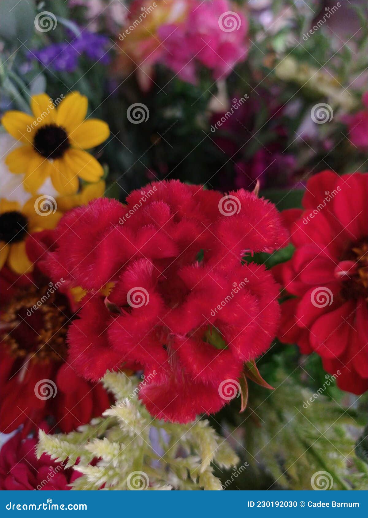 Fuzzy flowers â˜ºï¸ stock photo. Image of petal, blossom - 230192030