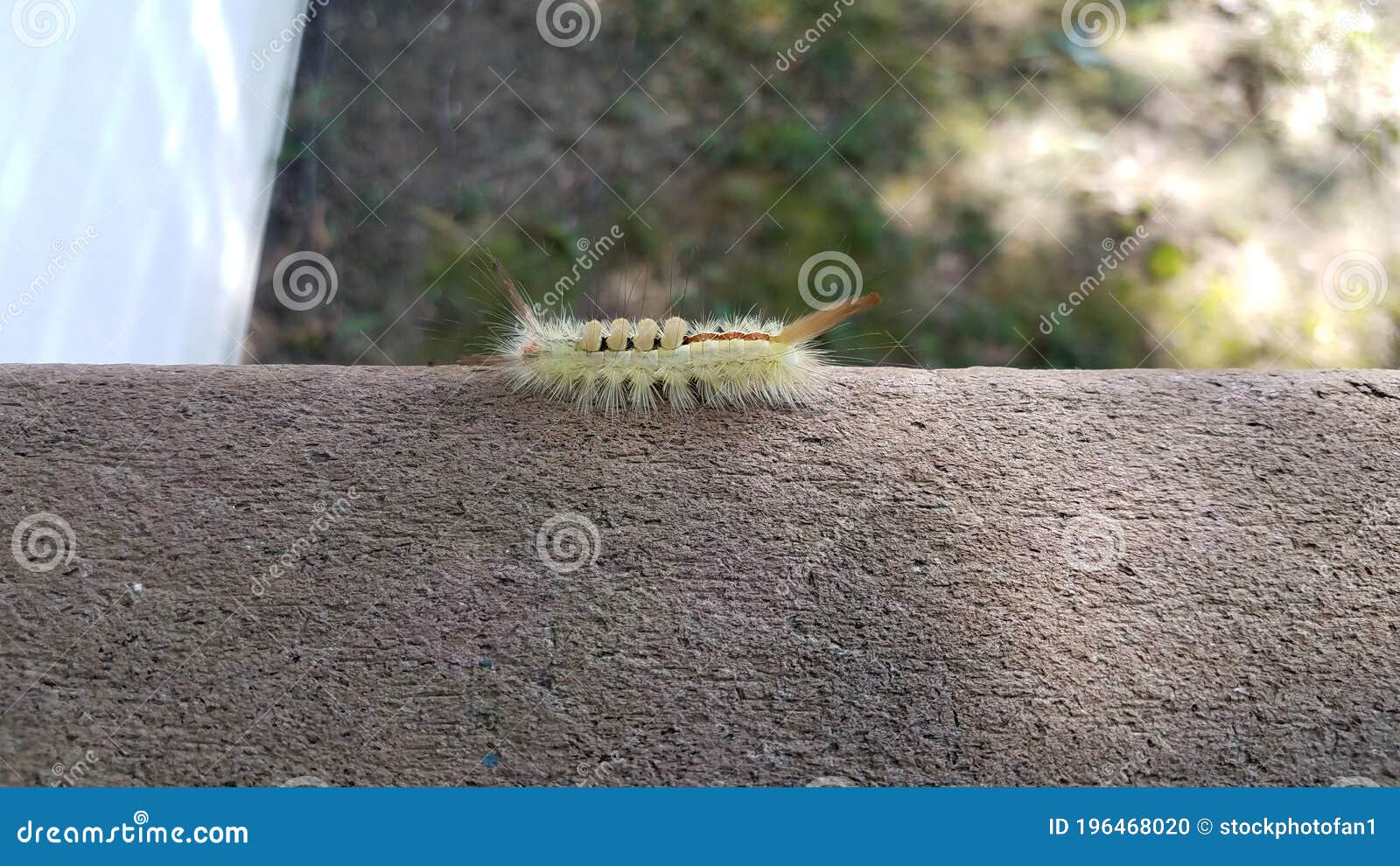 Fuzzy Green Caterpillar Insect on Wood Railing Stock Photo - Image of ...