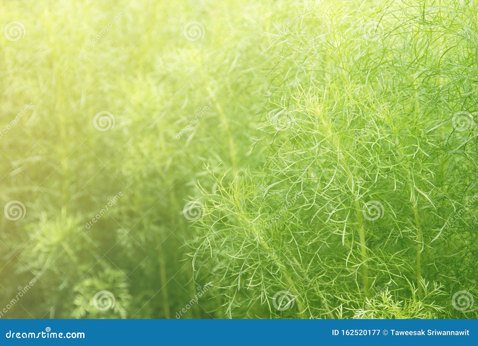 Fuzzy Green Leaves Plants As Background Stock Image - Image of spring ...