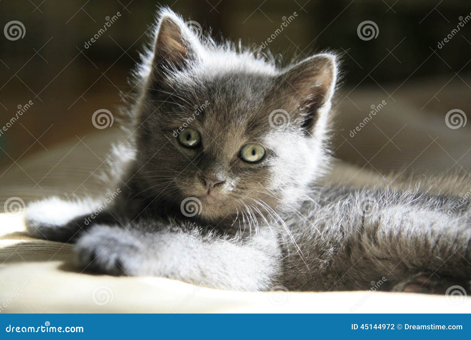 Fuzzy Grey Kitten stock photo. Image of green, eyes, grey - 45144972