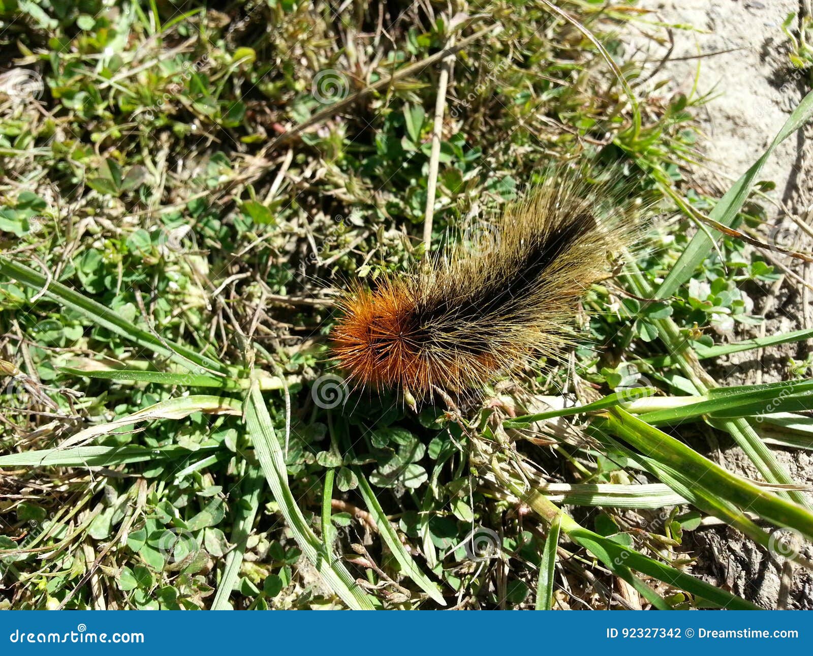 Fuzzy Insect stock photo. Image of summer, hairy, landscape - 92327342