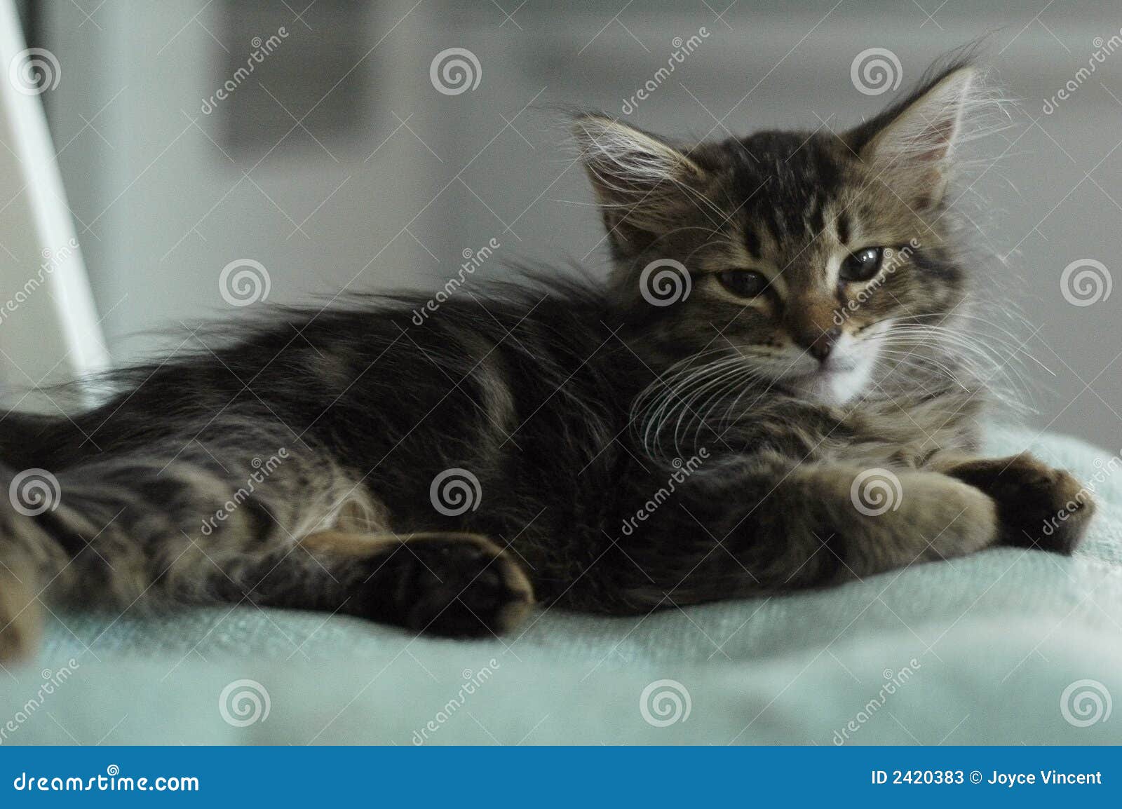 Fuzzy Kitten Picture. Image: 2420383