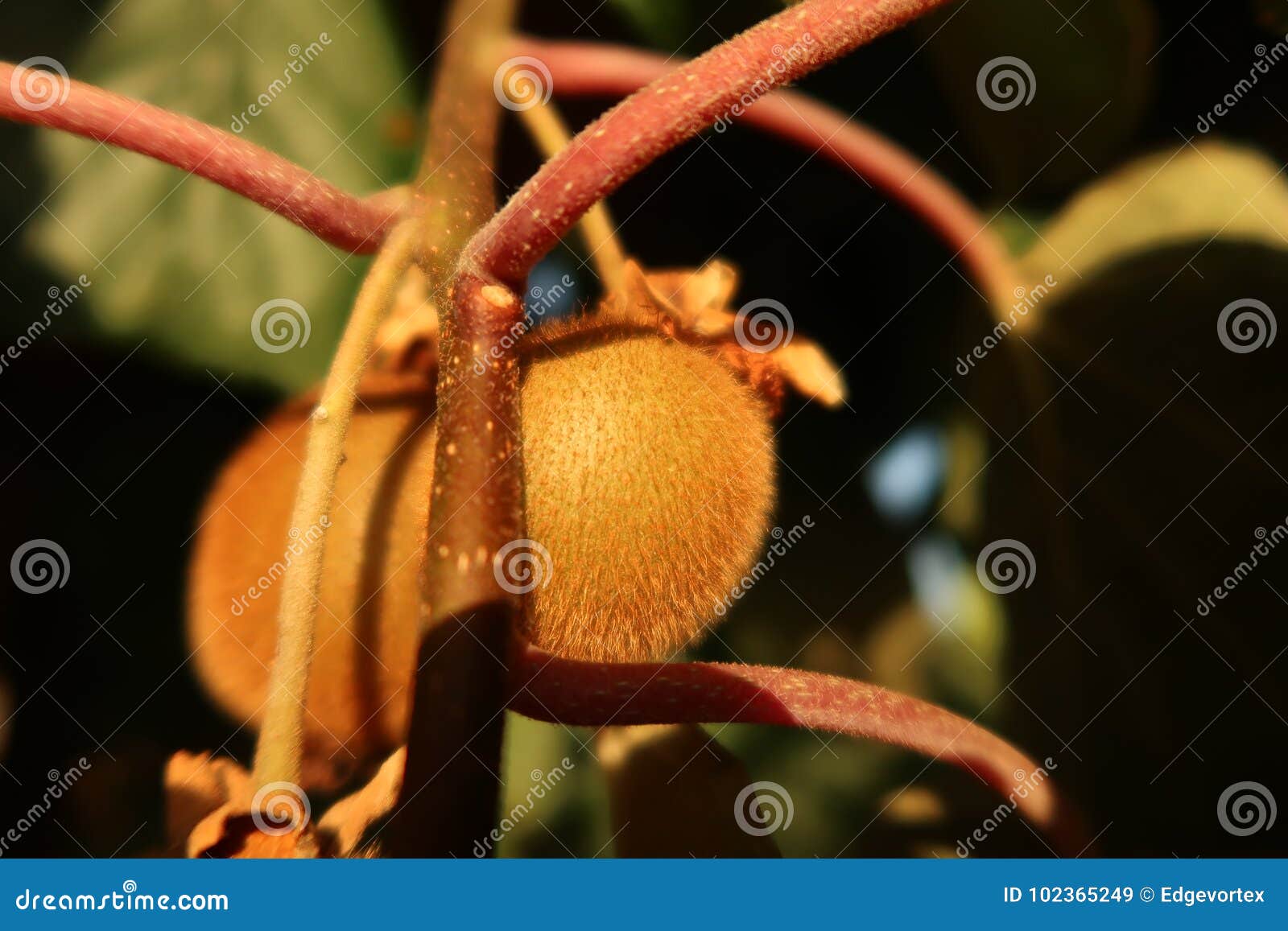 Fuzzy Kiwifruit on a Wild Tree Stock Image - Image of hairy, exotic ...