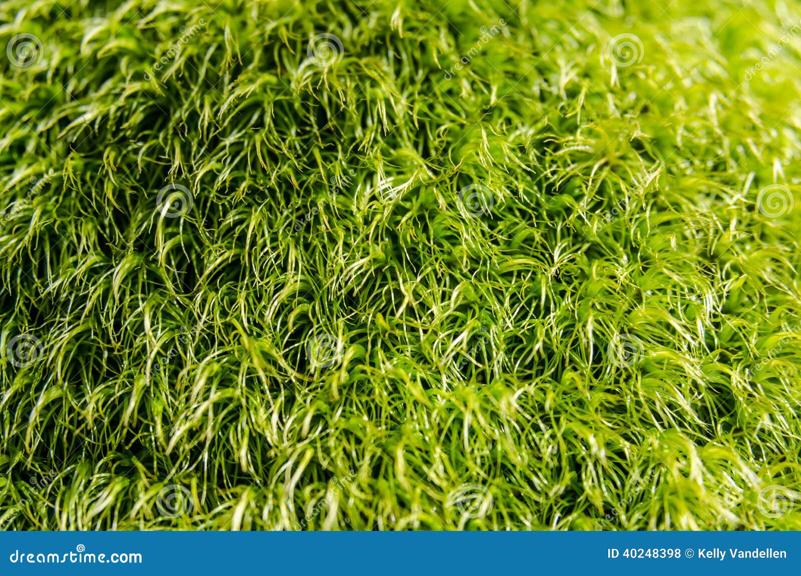 Fuzzy Moss Background stock photo. Image of background - 40248398