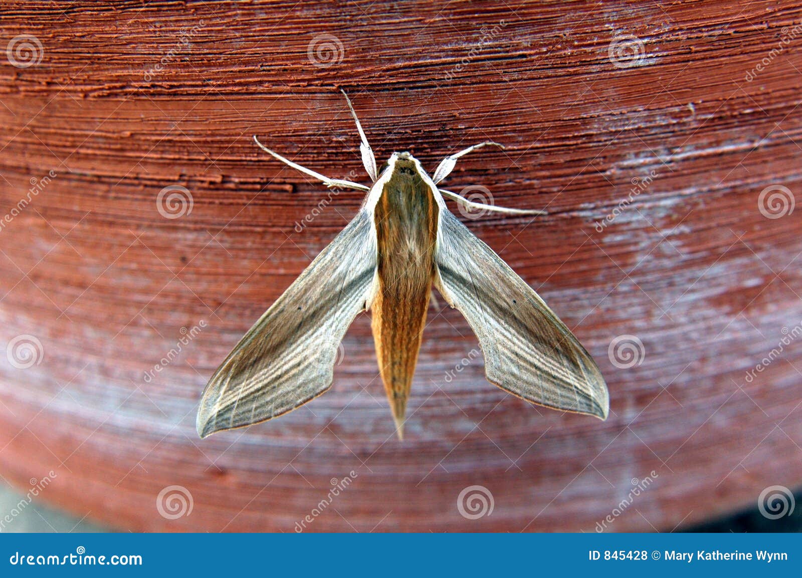 Fuzzy Moth Picture. Image: 845428