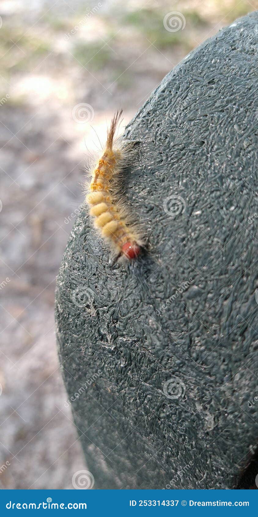 Fuzzy moth caterpillar stock image. Image of rock, arthropod - 253314337