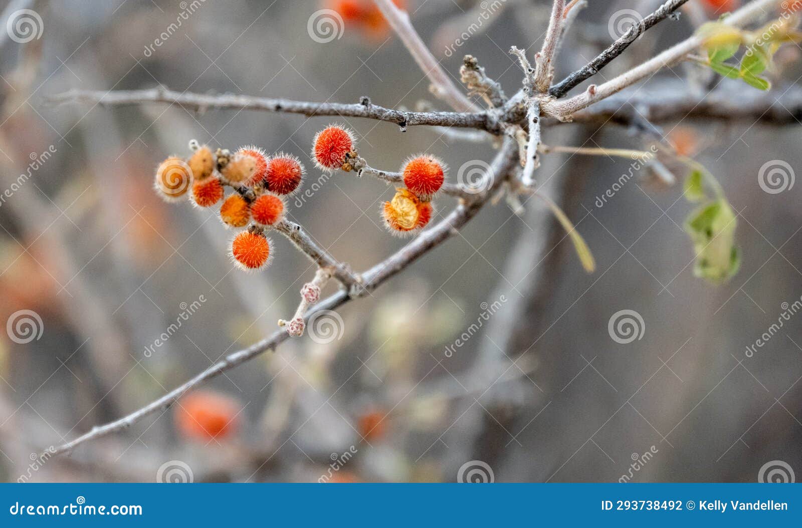 Fuzzy Orange Fruit Burst from the Tips of Dry Branches Stock Photo ...