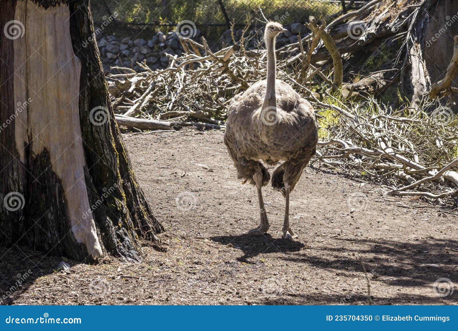 Fuzzy Ostrich Waddles Around in His Tree and Dirt Area Stock Photo ...