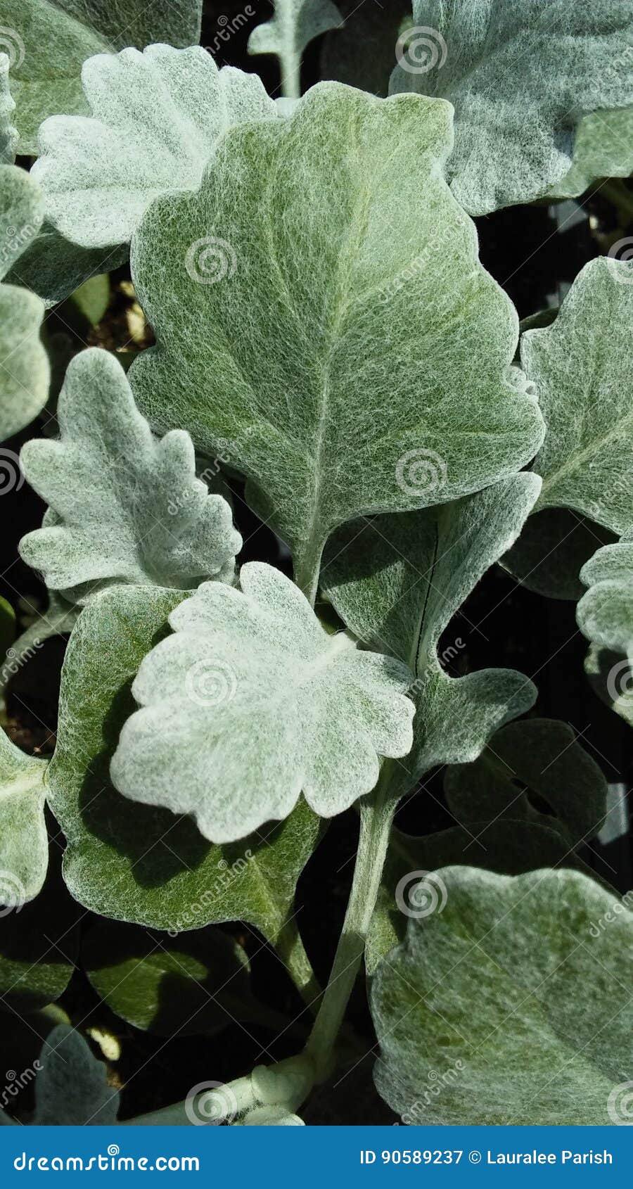 Fuzzy plant stock image. Image of leaves, fuzzy, shrubery - 90589237