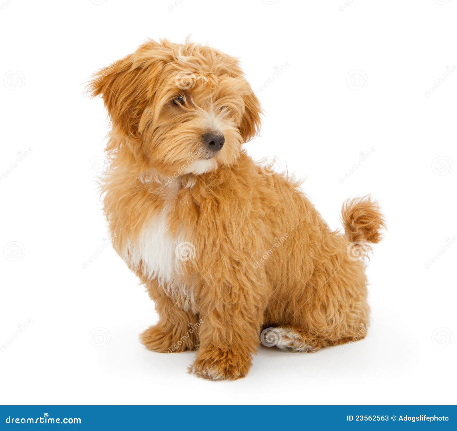 Fuzzy Puppy Looking To Side Stock Image - Image of furry, mixed: 23562563