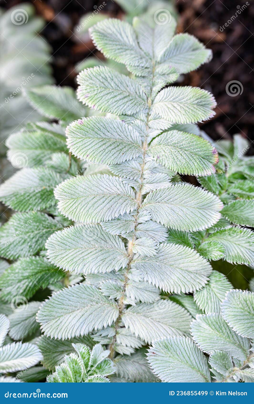 Fuzzy Silvery Leaves with Patterns in a Low Growing Plant in a Fall ...