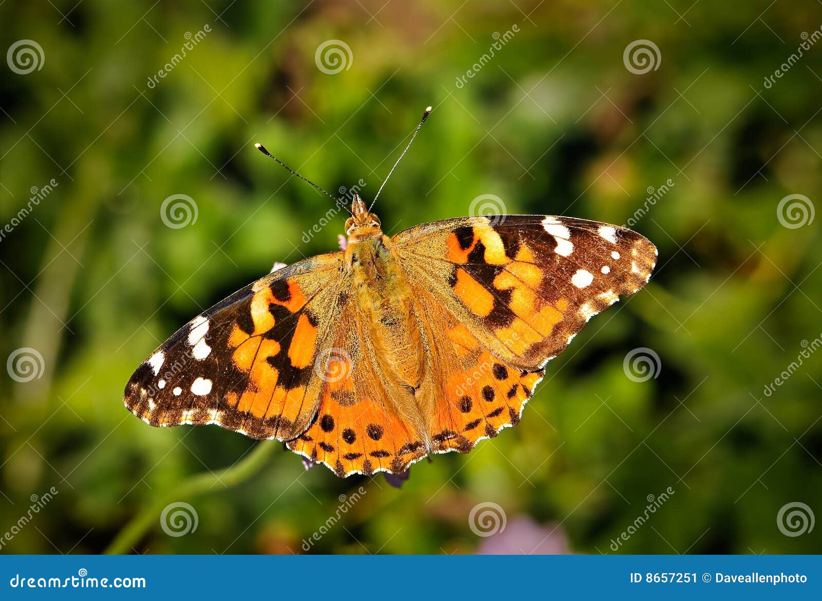 Fuzzy Spotted Orange Spring Butterfly on Flowers Stock Image - Image of ...