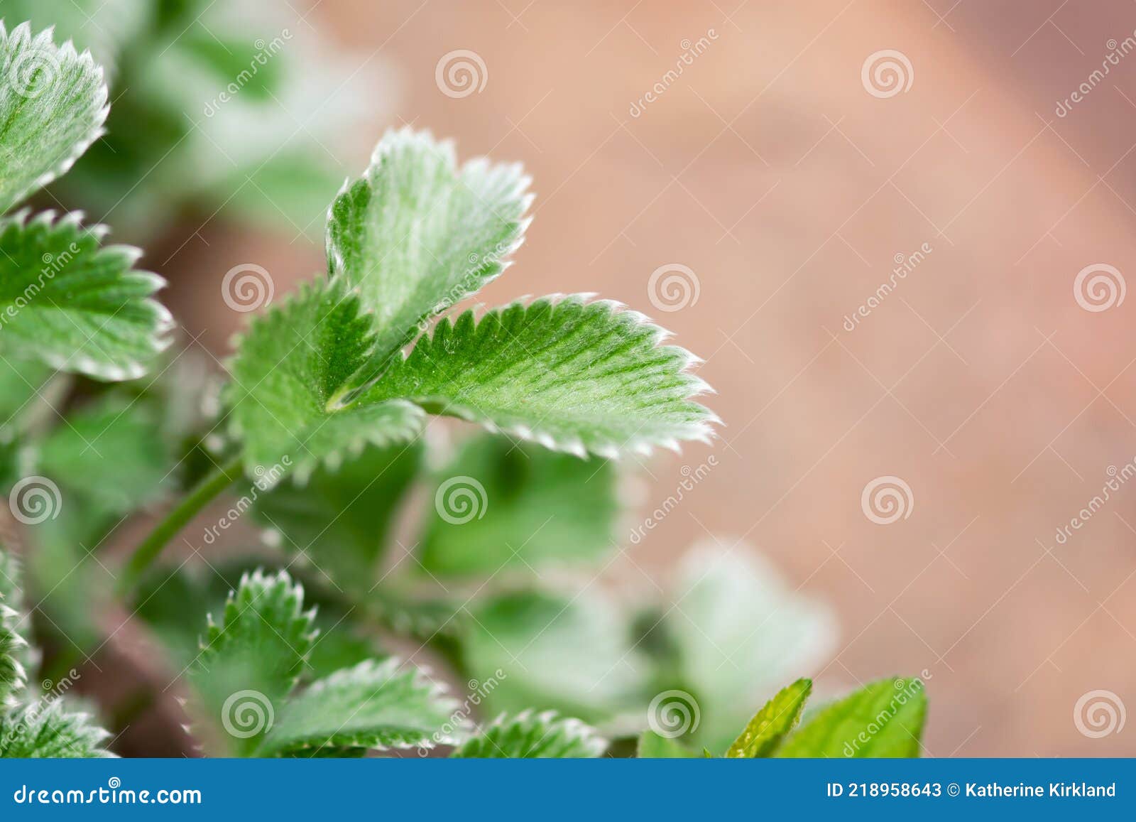 Fuzzy Strawberry Leaf stock image. Image of natural - 218958643