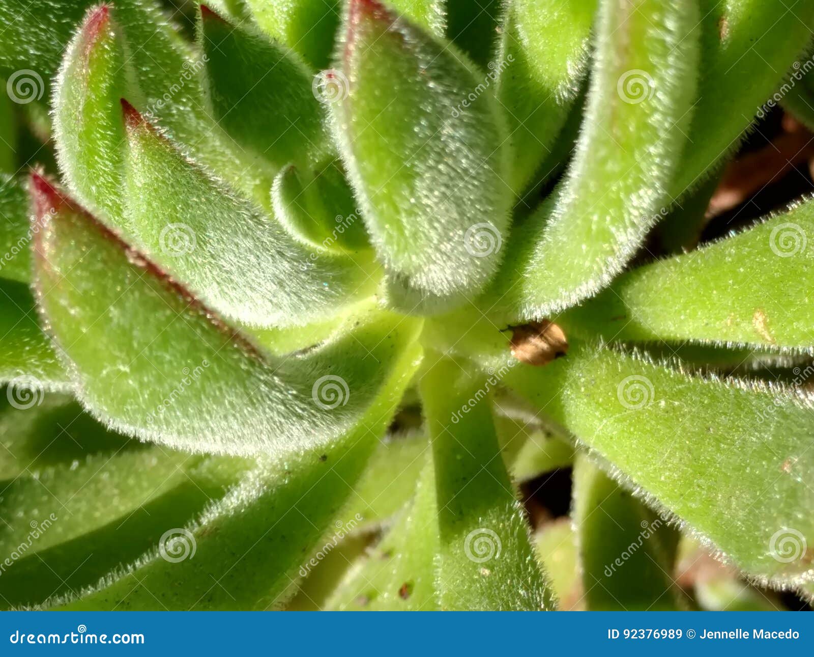 Fuzzy succulent stock image. Image of garden, plants - 92376989