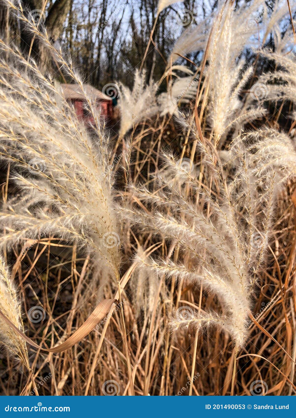 Fuzzy Fall Plants Blowing in the Wind Stock Image - Image of fall ...