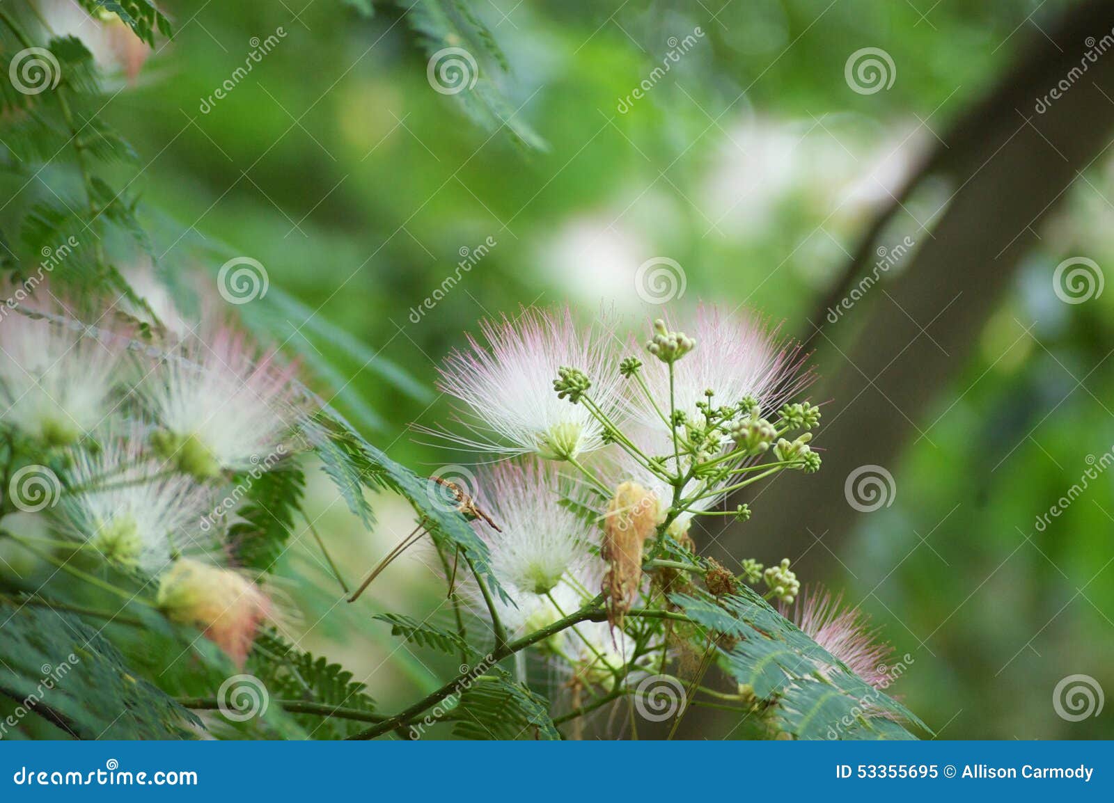 Fuzzy Tree Branch Flowers stock image. Image of closeup - 53355695