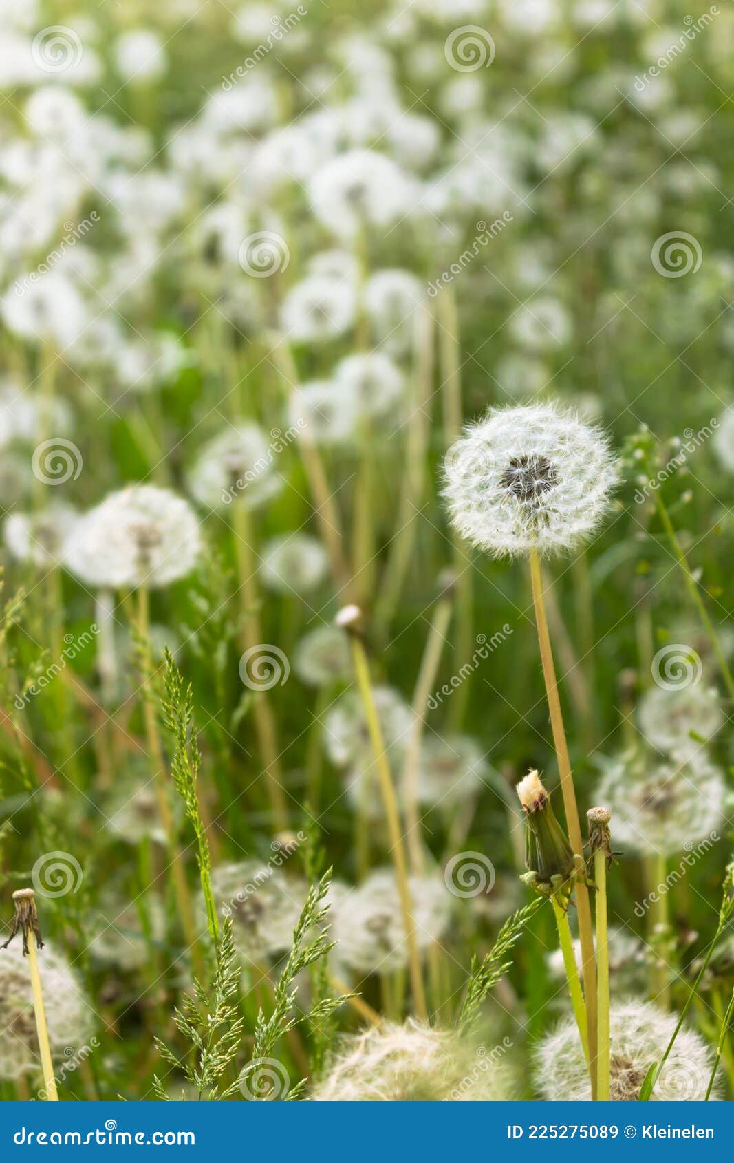 Fuzzy White Dandelion Seed-heads with Floaties in a Meadow Stock Image ...