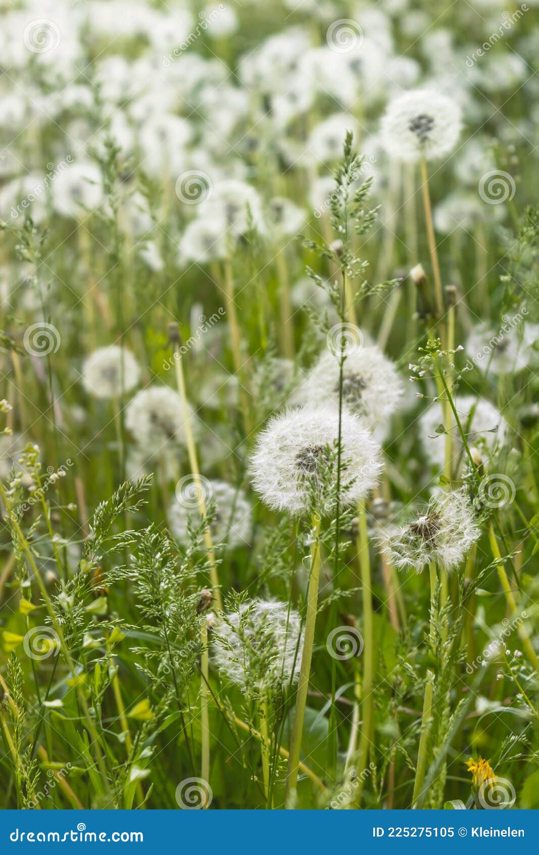 Fuzzy White Dandelion Seed-heads with Floaties in a Meadow Stock Image ...