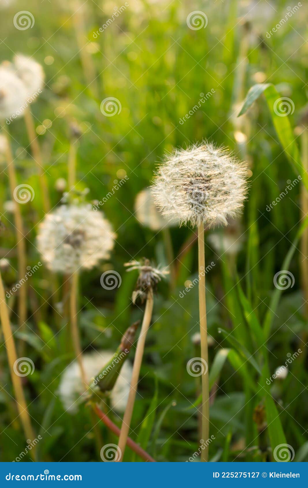 Fuzzy White Dandelion Seed-heads with Floaties in a Meadow Stock Image ...