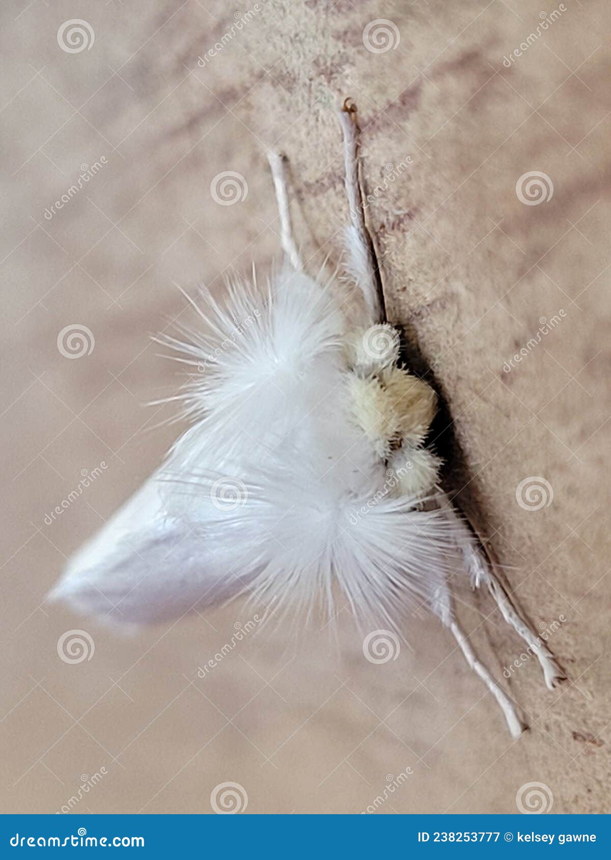 Fuzzy white moth stock image. Image of animal, moth - 238253777