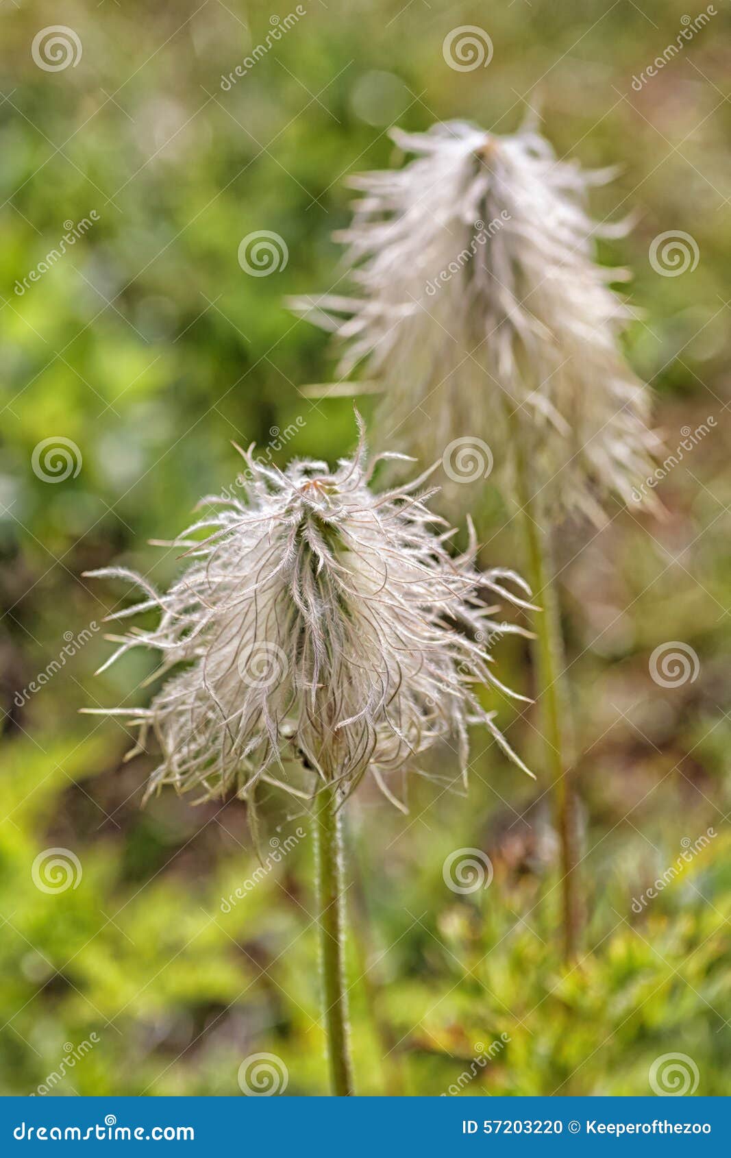 Occidentalis Achene Stock Photos - Free & Royalty-Free Stock Photos ...