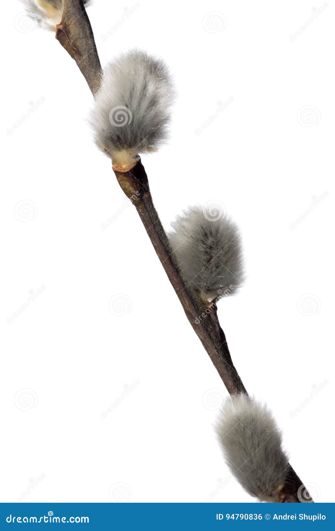 Fuzzy Willow on Branch Isolated on White Background Stock Photo - Image ...
