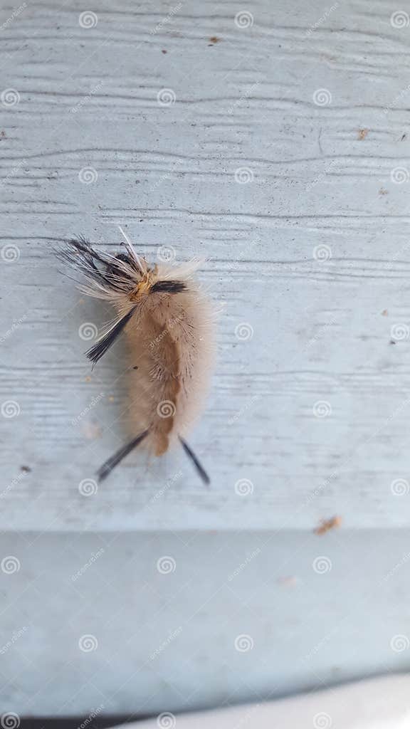 Fuzzy Wuzzy stock image. Image of transform, wuzzy, fuzzy - 161806255