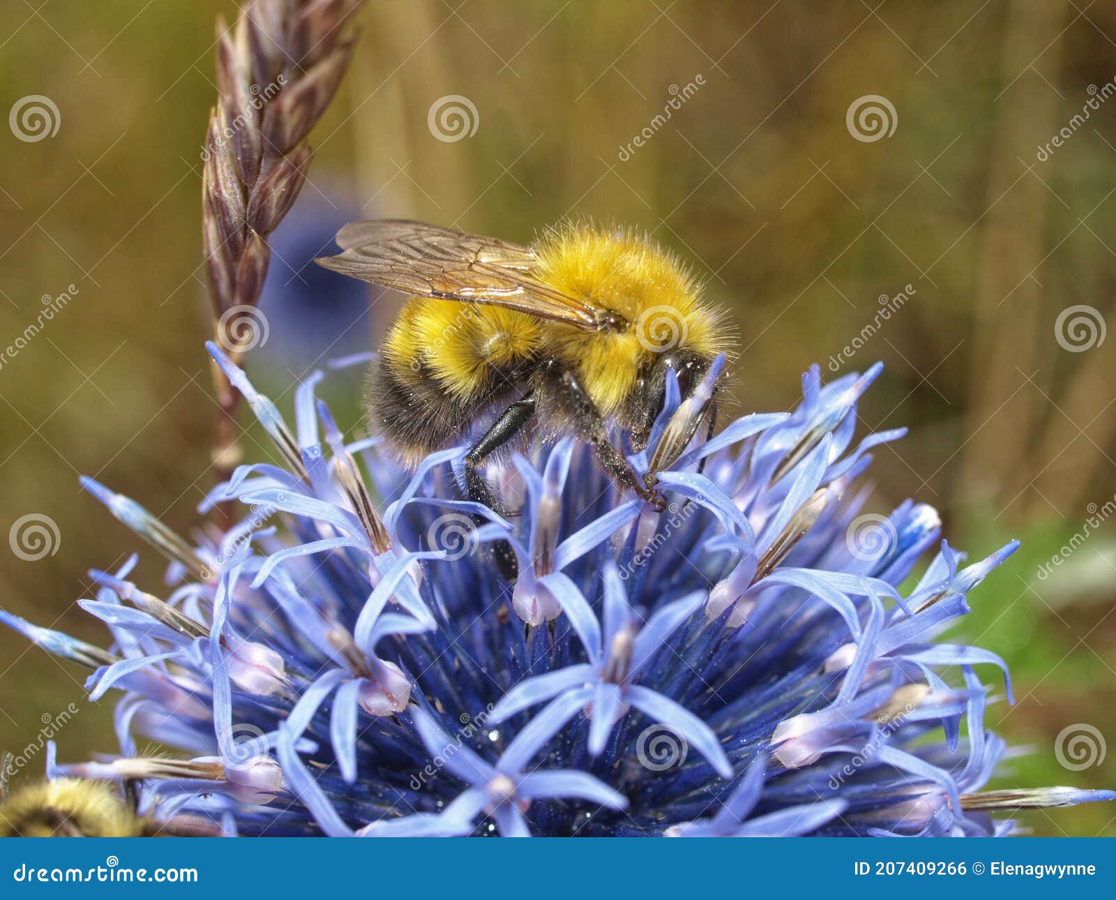 Fuzzy Yellow and Black Bumblebee on a Blue Allium Flower Stock Photo ...