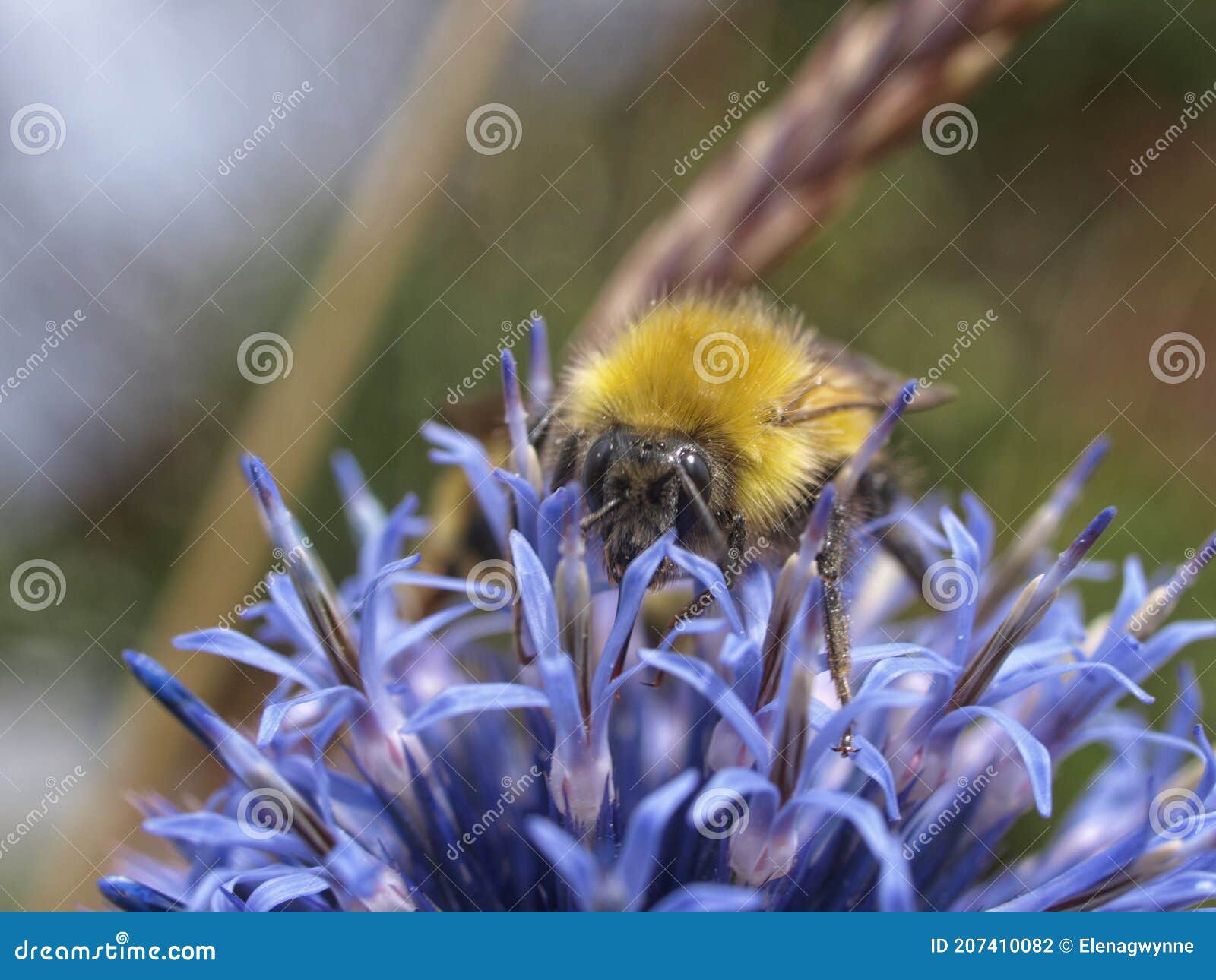 A Fuzzy Yellow And Black Bumblebee On A Blue Allium Flower Stock Photo ...