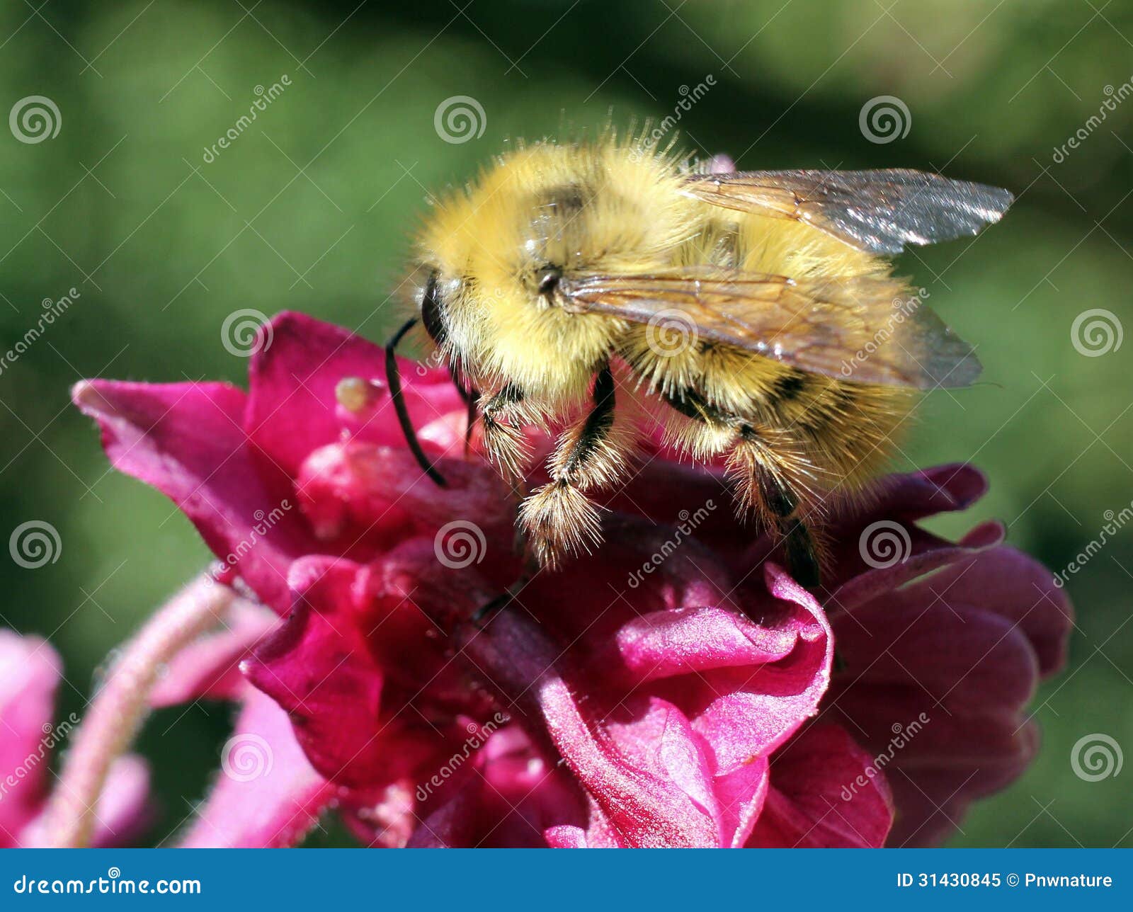 Fuzzy Yellow Bumblebee on Flower Stock Image - Image of outdoors, wild ...