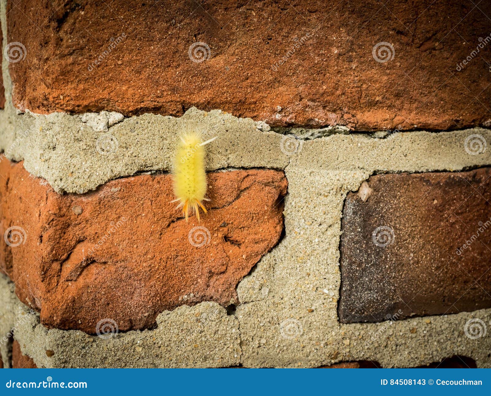 Fuzzy, Yellow Caterpillar stock image. Image of entomology - 84508143