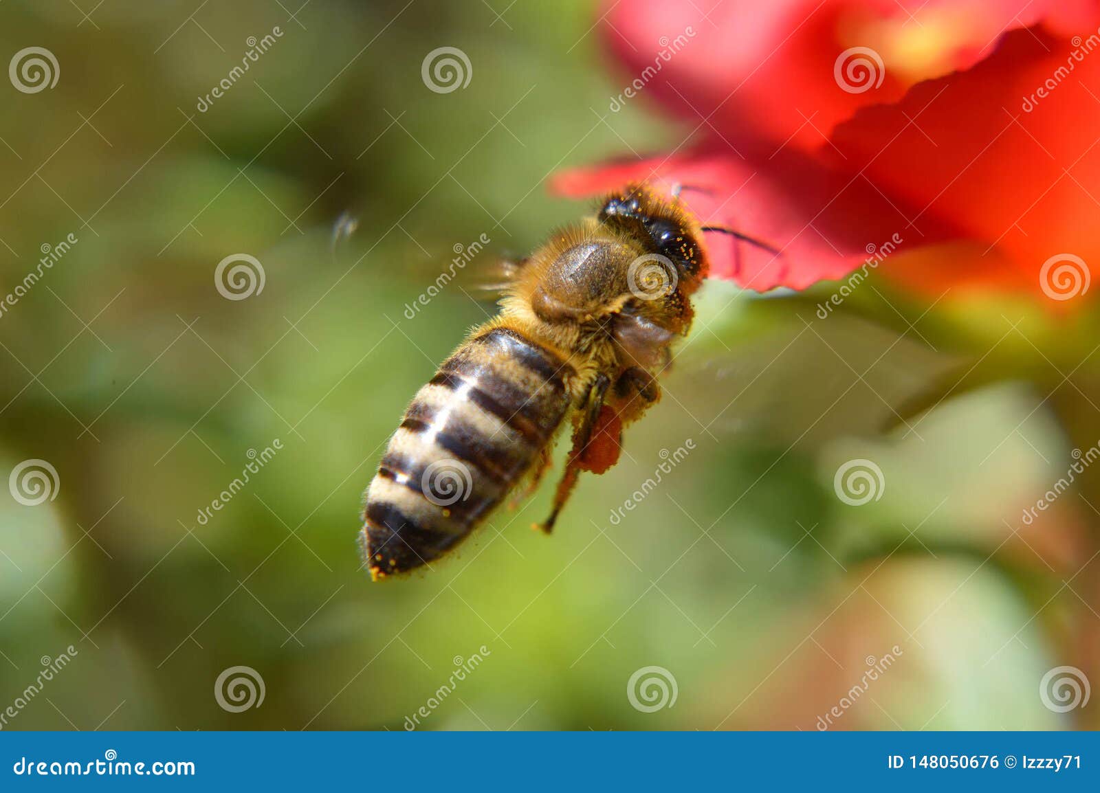Fying bee stock photo. Image of close, spring, fying - 148050676