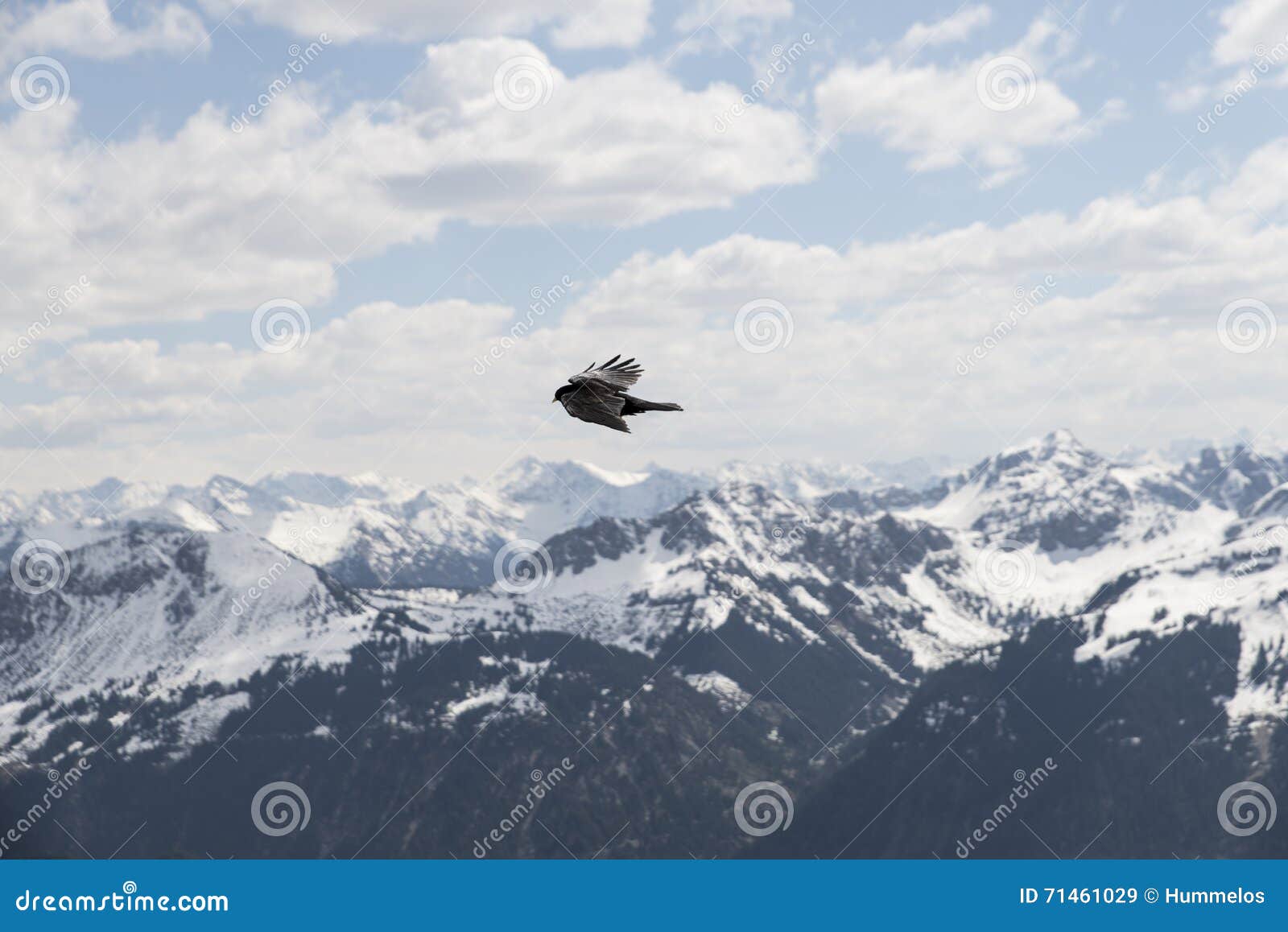 Fying bird stock image. Image of jackdaw, flying, black - 71461029