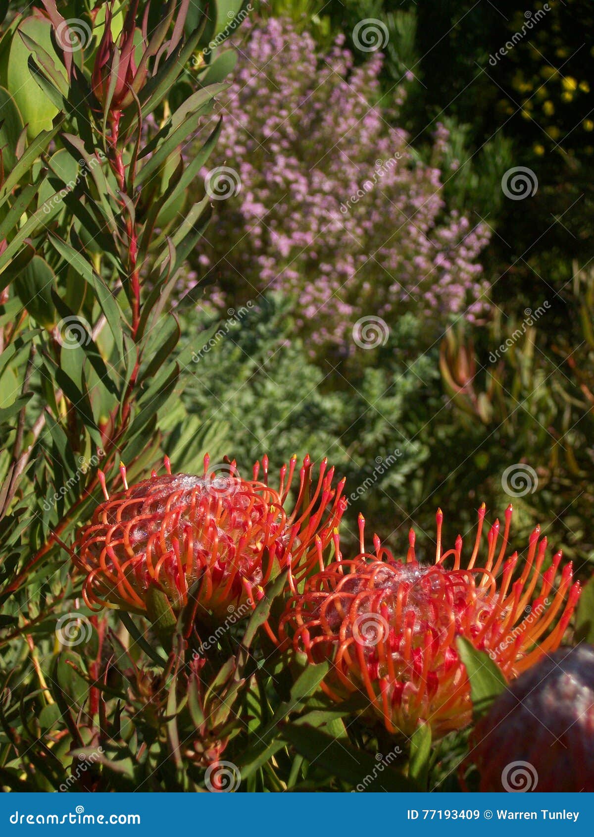 Fynbos Bouquet stock image. Image of cordofolium, decor - 77193409