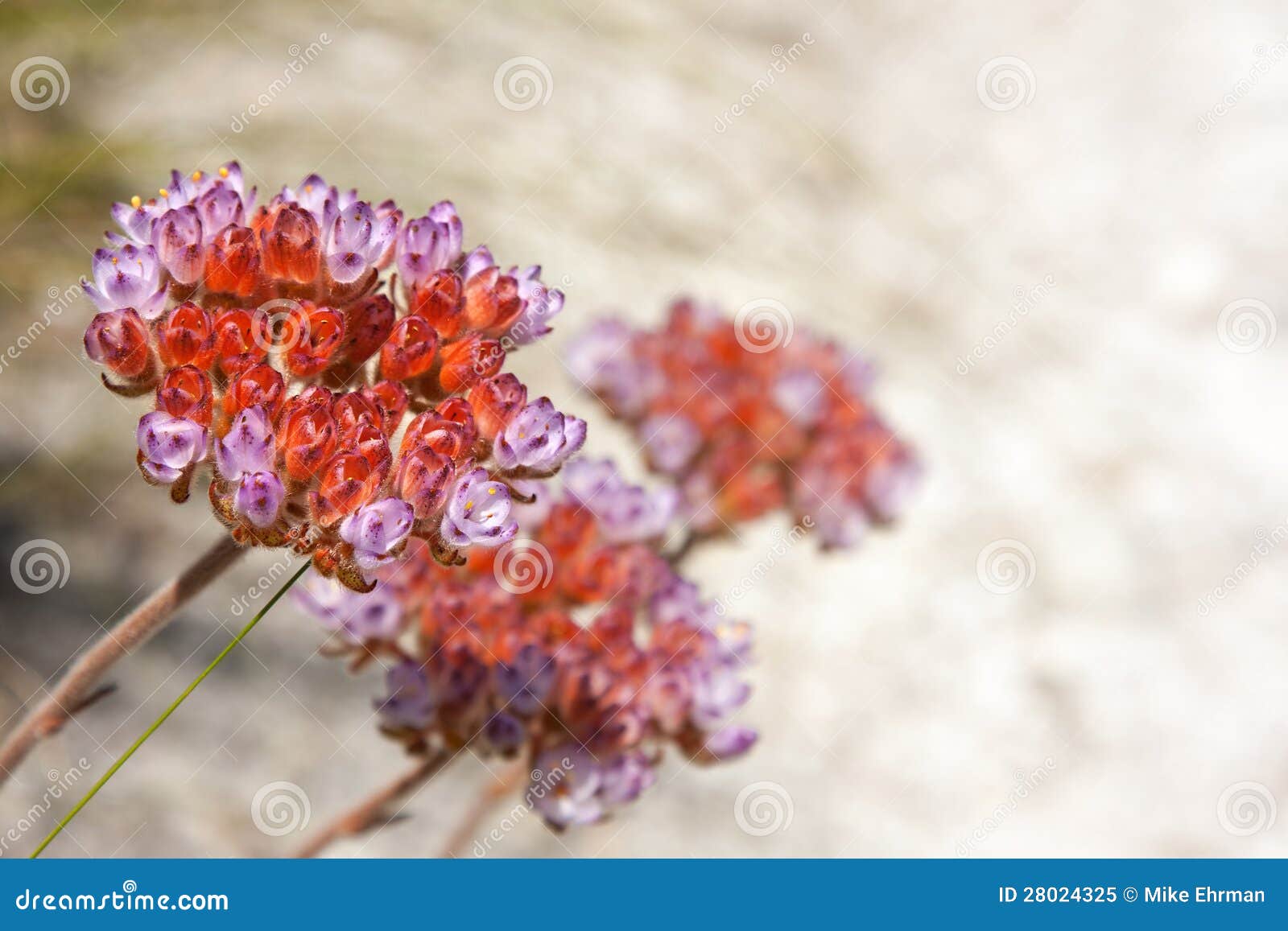 Fynbos flower stock image. Image of wild, nature, vygies - 28024325