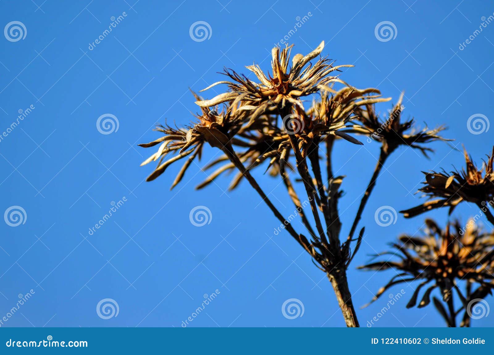 Fynbos flowers stock photo. Image of mountain, fynbos - 122410602