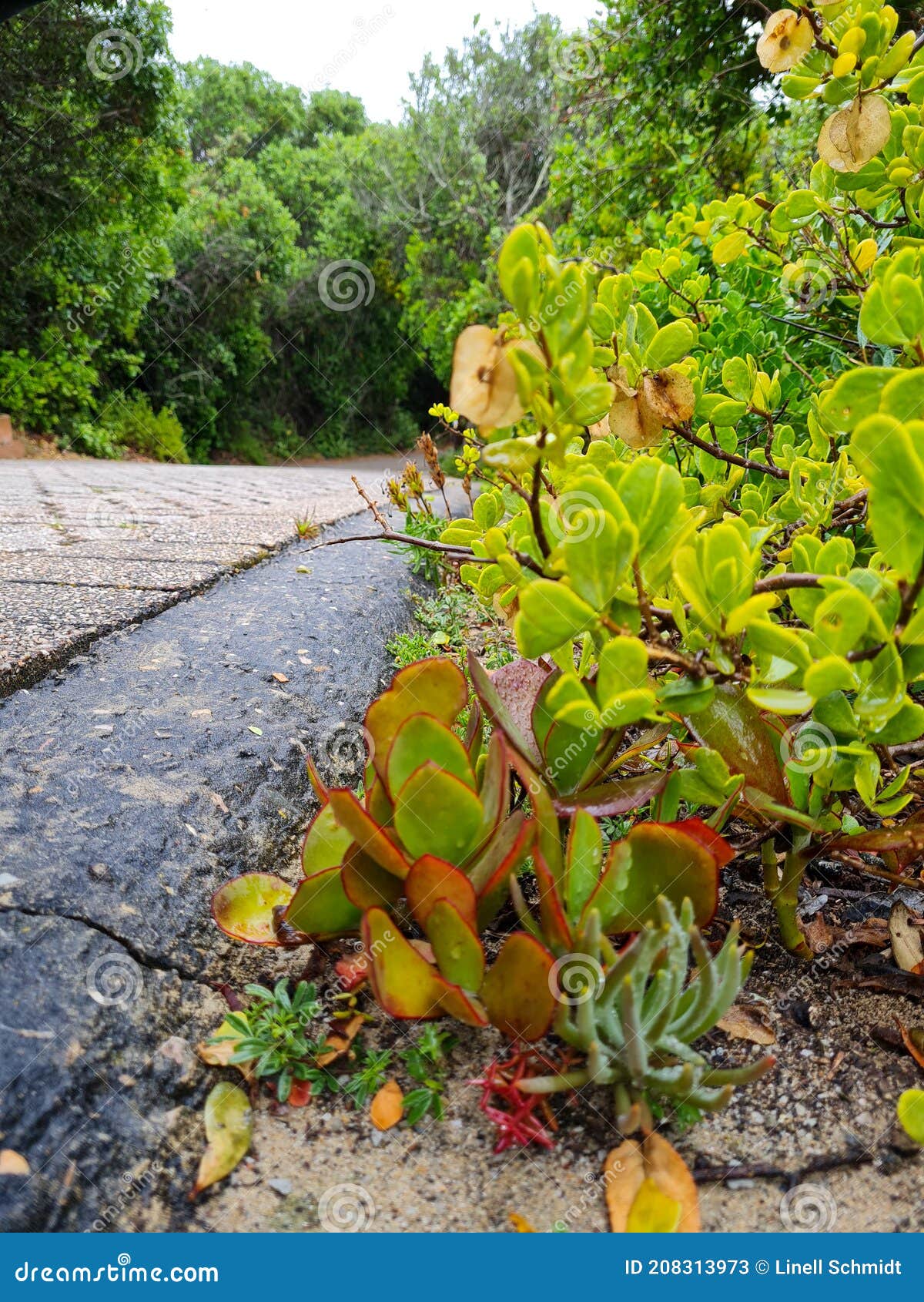 Fynbos Plants at Ocean with Pathway Stock Image - Image of shrub ...