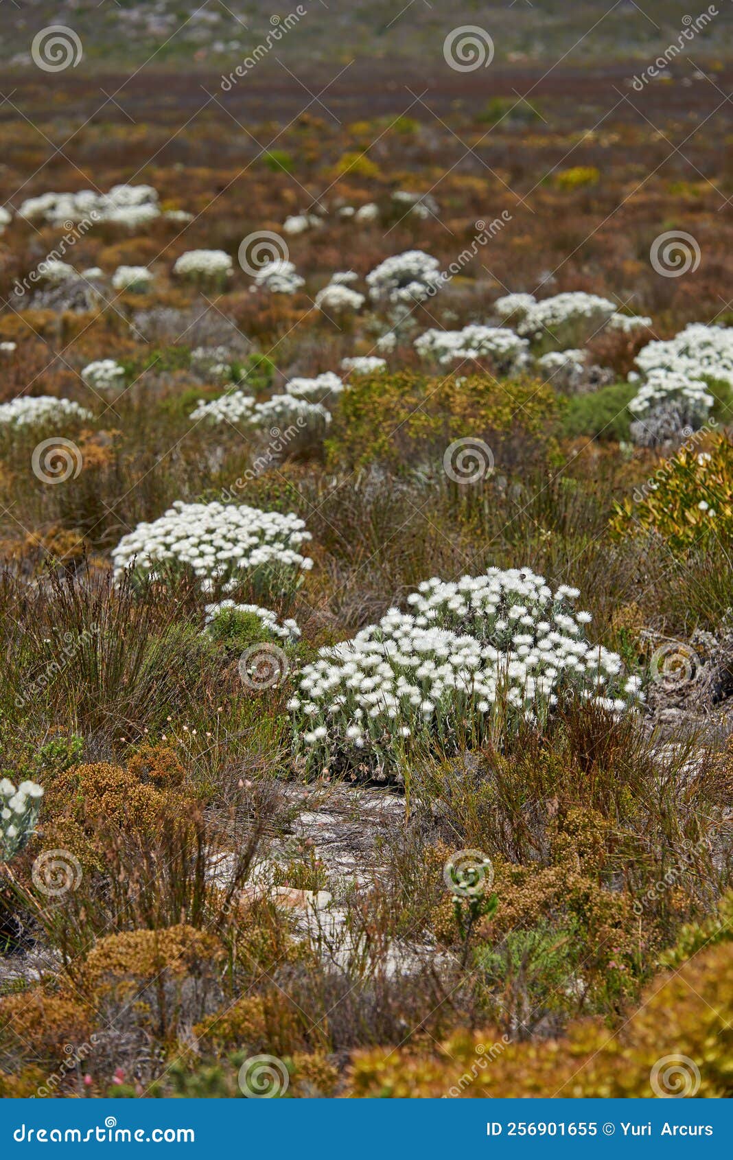 Fynbos in the Western Cape. Fynbos Flowers Growing in an Open Field in ...