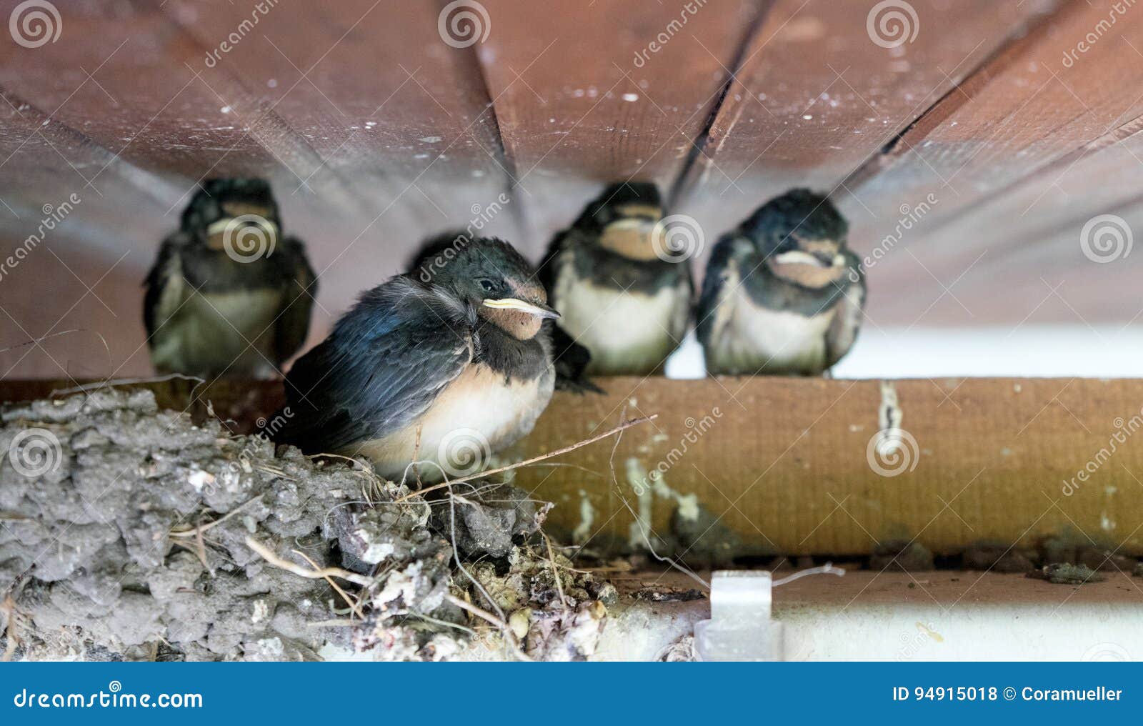 Fyra unga svalor arkivfoto. Bild av lämna, svalor, rede - 94915018