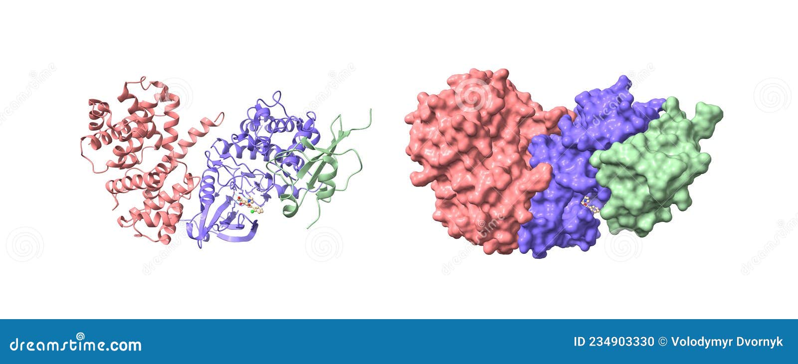 The Mitotic Kinase NEK7 In The Inactive Left And Active Forms Stock ... The Mitotic Kinase NEK7 In The Inactive Left And Active Forms Stock ...