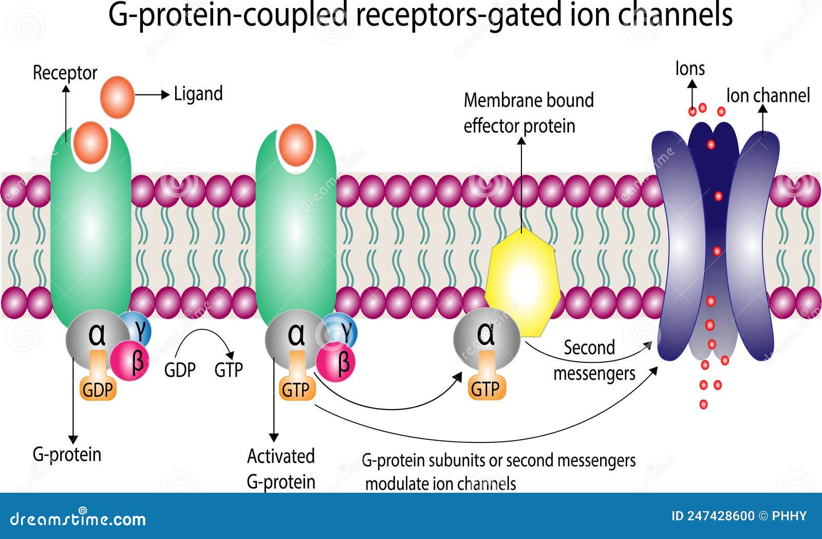 G Protein Coupled Receptors Gated Ion Channel. Vector Illustration ... G Protein Coupled Receptors Gated Ion Channel. Vector Illustration ...