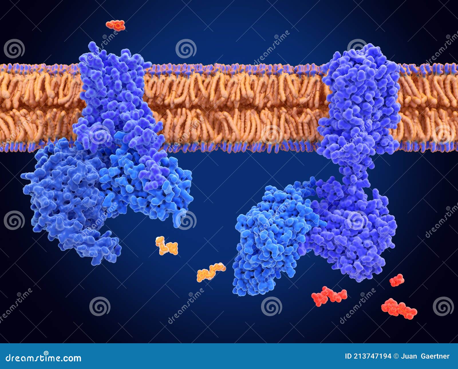 Cell Or Bio Signaling With Signal Molecule Pathway Stages Outline ...