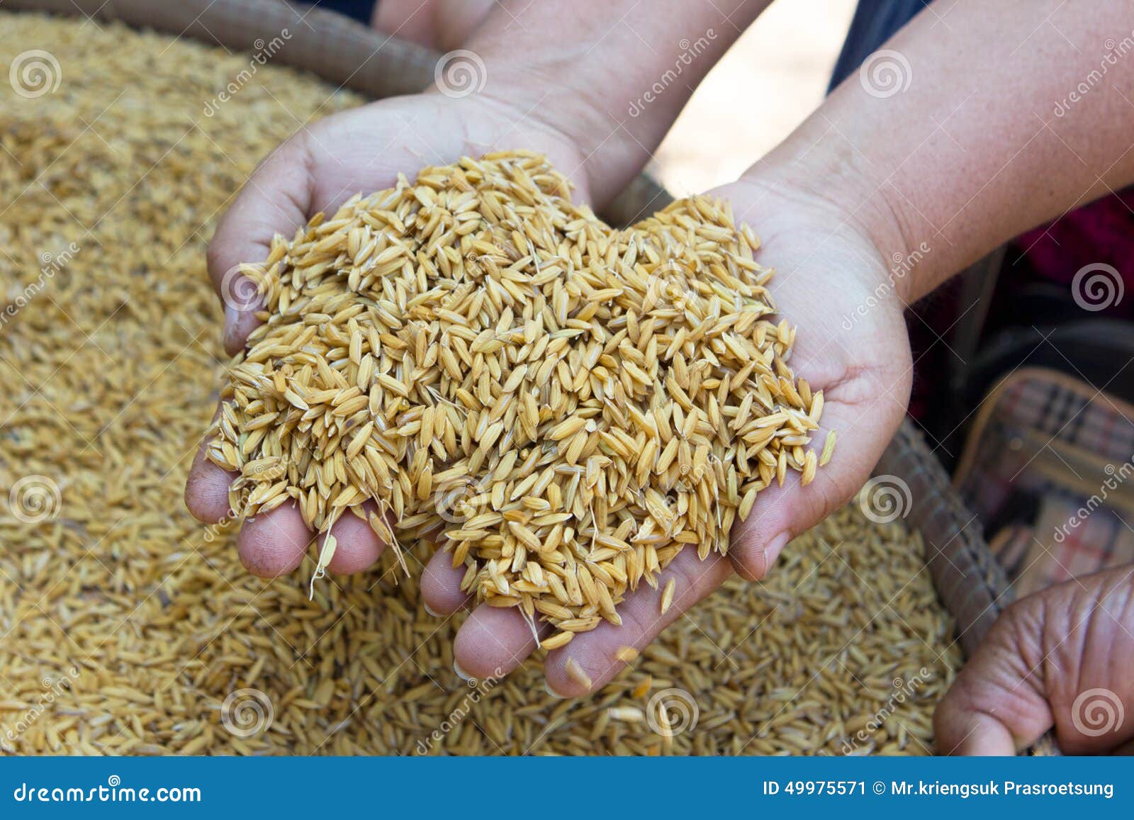 GA BA Rice or Germinated Brown Rice Stock Image - Image of gold, milled ...