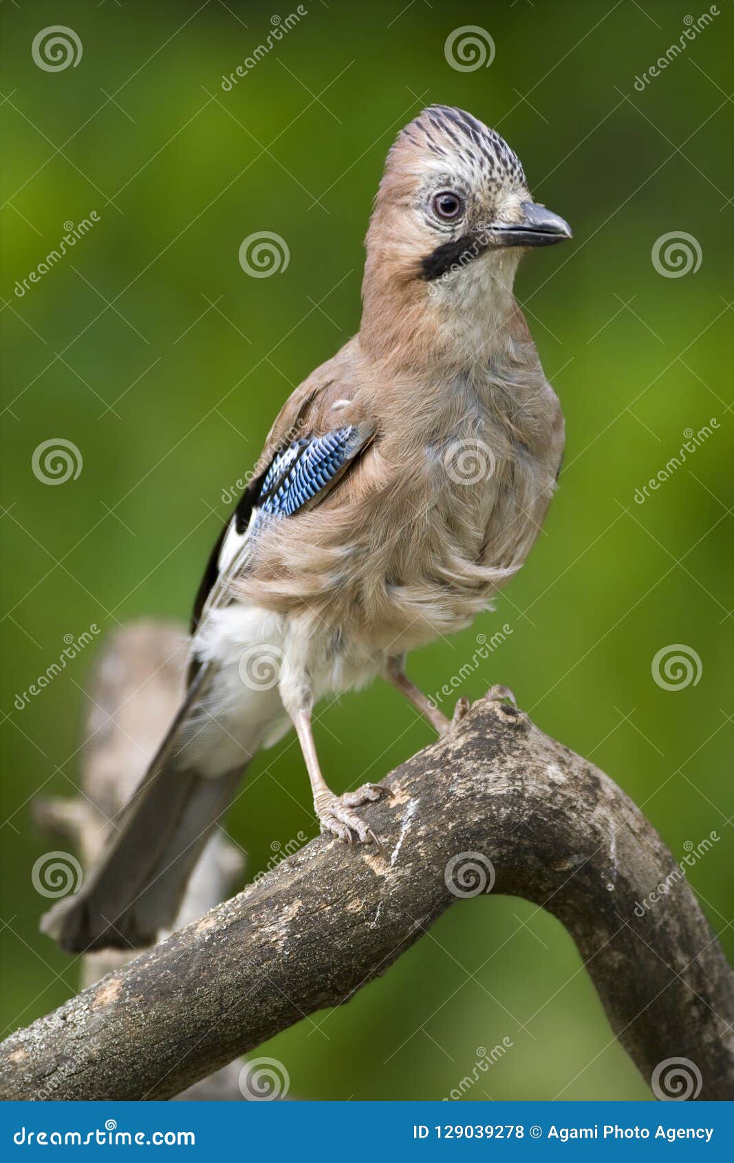Gaai, Eurasian Jay, Garrulus Glandarius Stock Photo - Image of ...