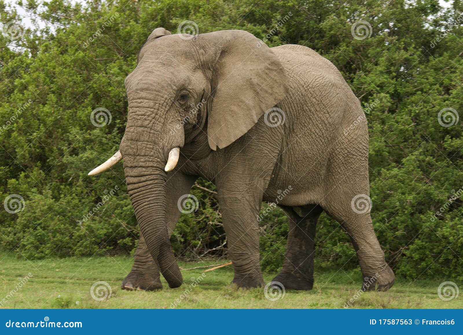 Gaaitjie stock image. Image of wildlife, ivory, land - 17587563