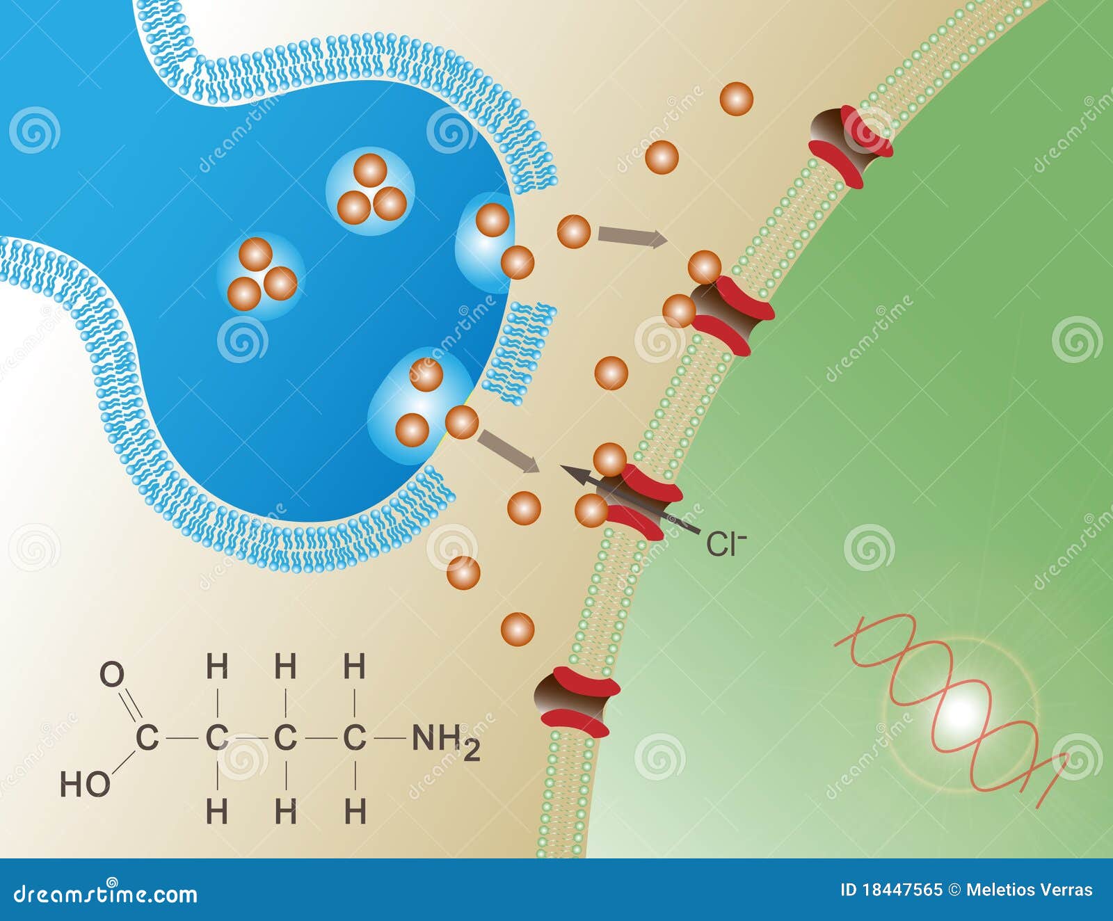 Gaba Molecule, Molecular Structure, Gamma-aminobutyric Acid, Ball And ...