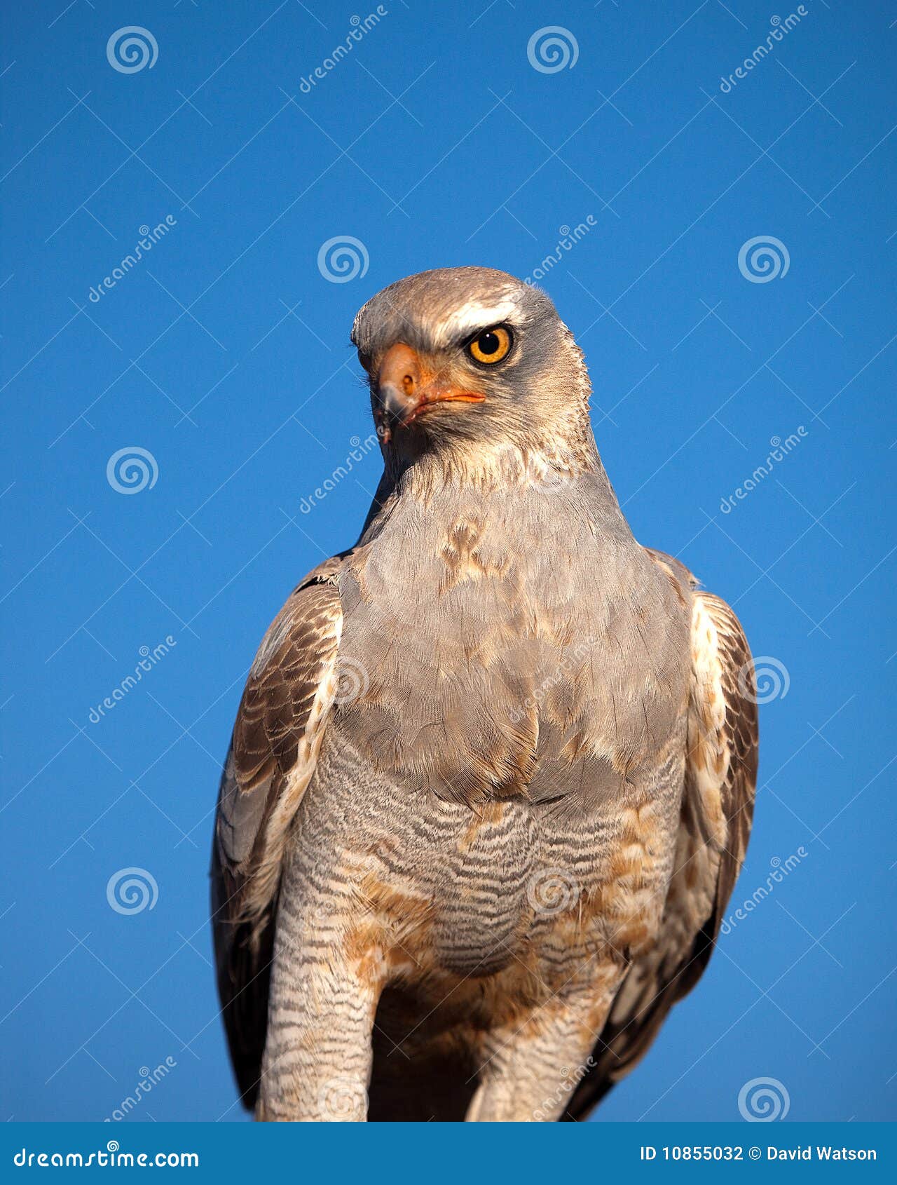Gabar Goshawk stock photo. Image of blue, plumage, outdoors - 10855032