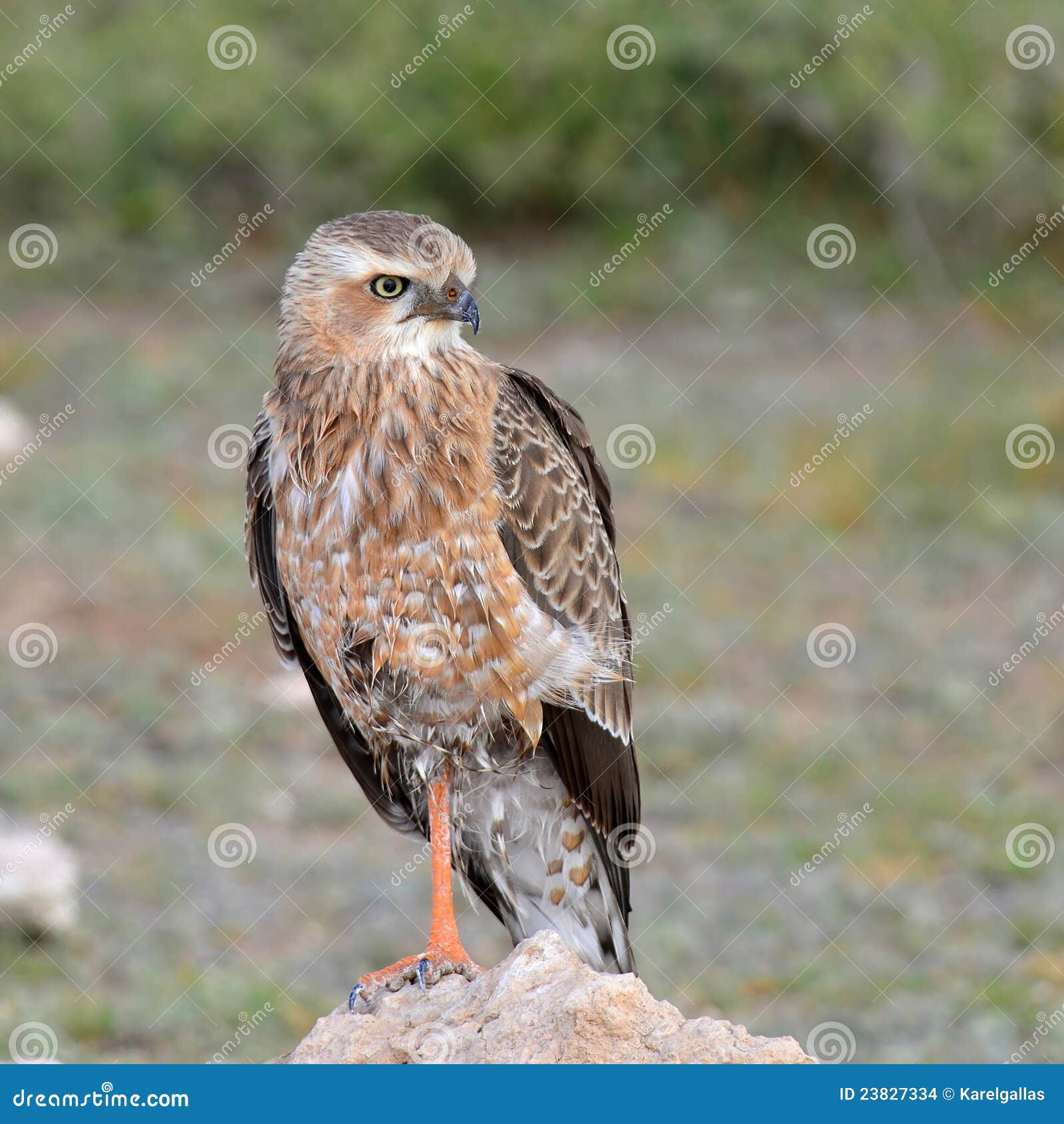 Gabar Goshawk (Melierax Gabar) Royalty-Free Stock Image | CartoonDealer ...
